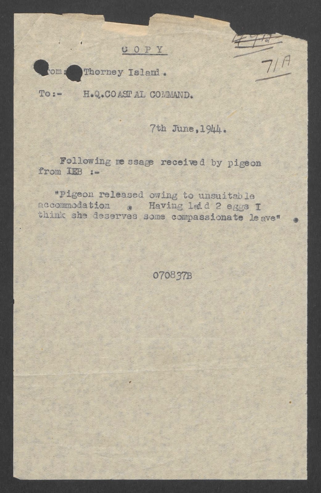 World War 2 History and the WW2 Pigeons: Middle East Pigeon Service ...