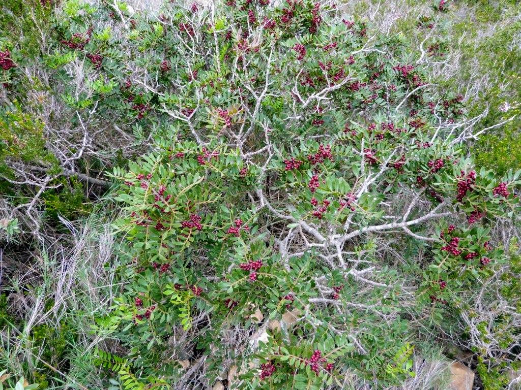 Taxonomía Plantae Magnoliopsida: Phylum Tracheophyta Clase ...