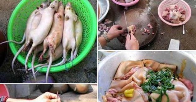 Waspada! Daging Tikus Dijadikan Ayam Goreng. Berikut Cara Pengolahannya ...