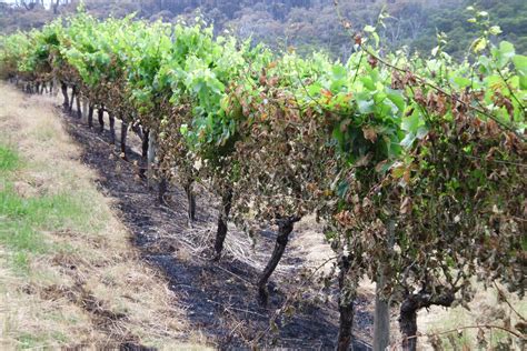 .: Drought Effect on Grape Vines