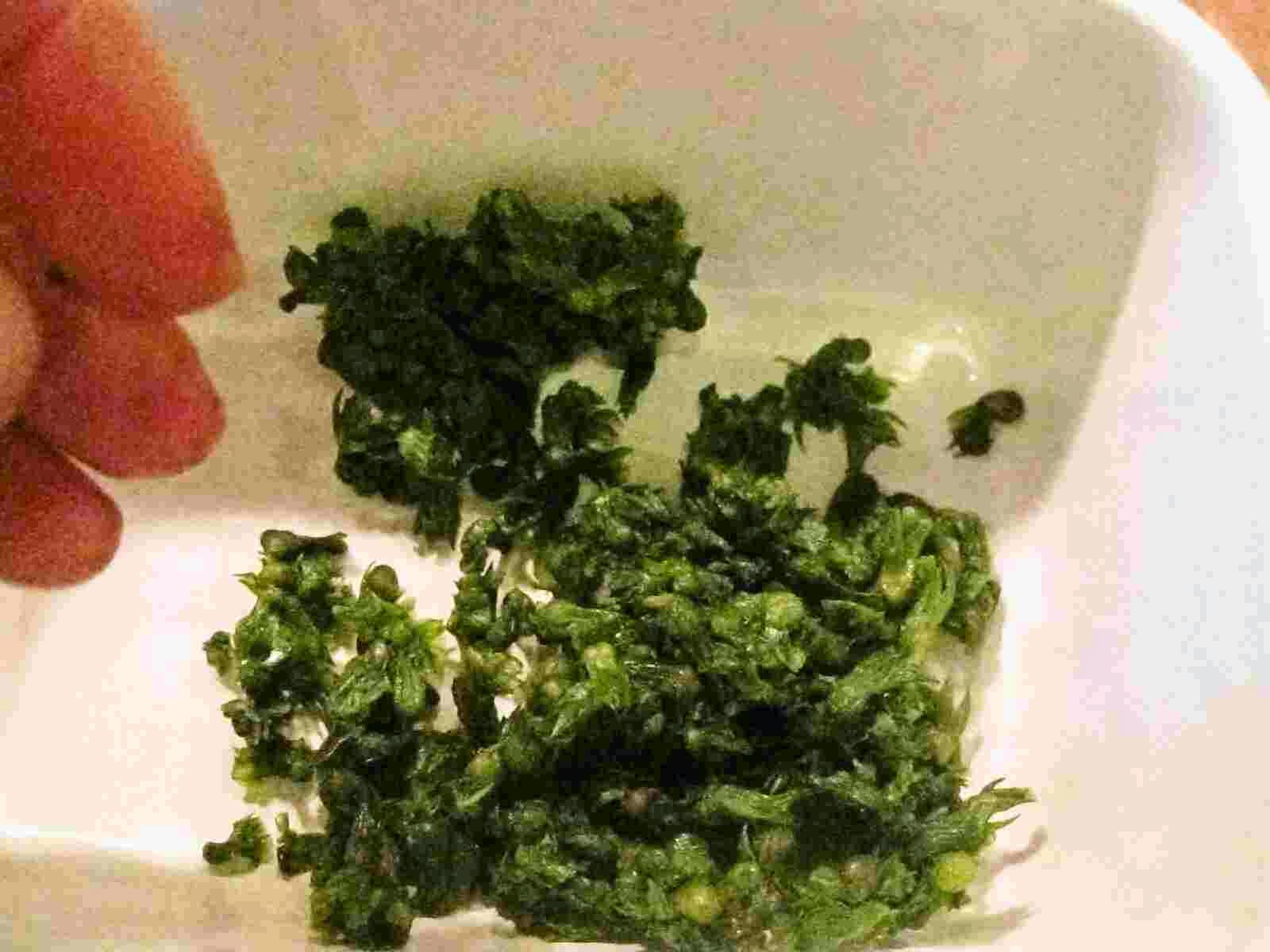 Recipes for Tom: Shiso no mi no shiozuke (aojiso) / salted green ...
