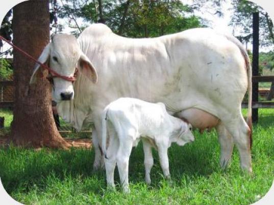 GANADO DE DOBLE PROPÓSITO: CLASIFICACIÓN TAXONOMICA.