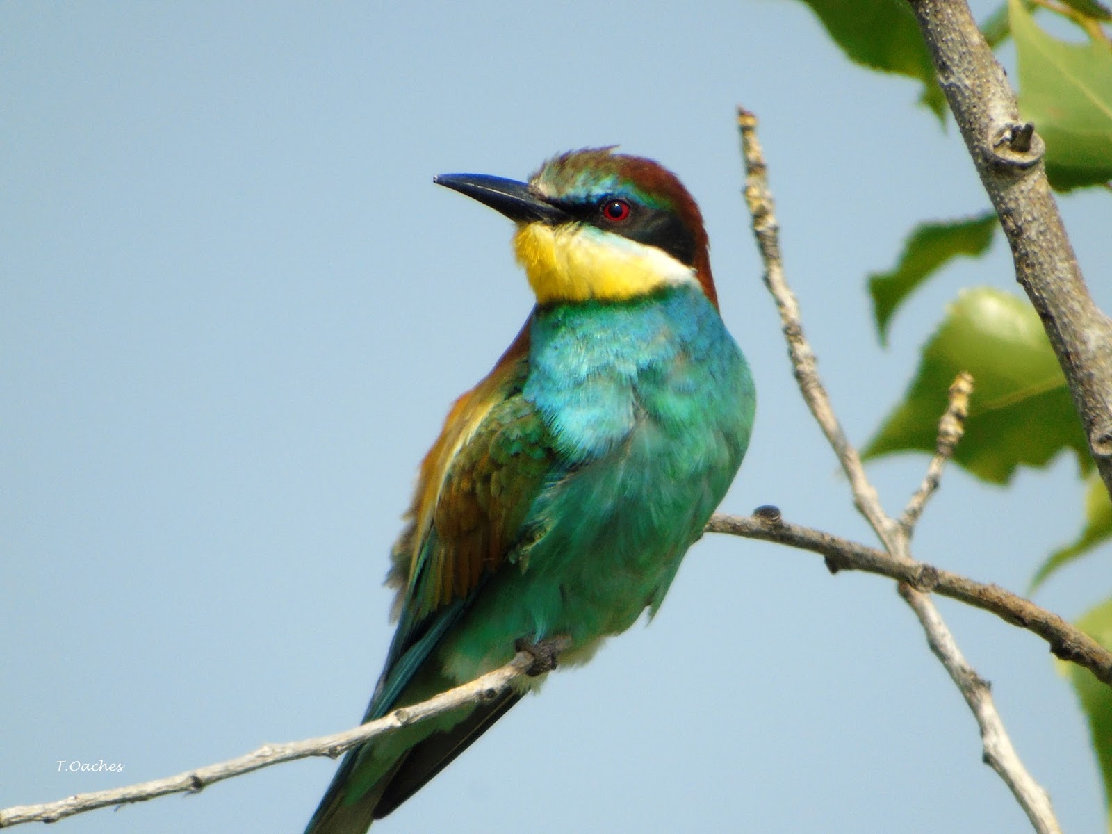 PASARI DIN ROMANIA: PRIGORIE, Merops apiaster