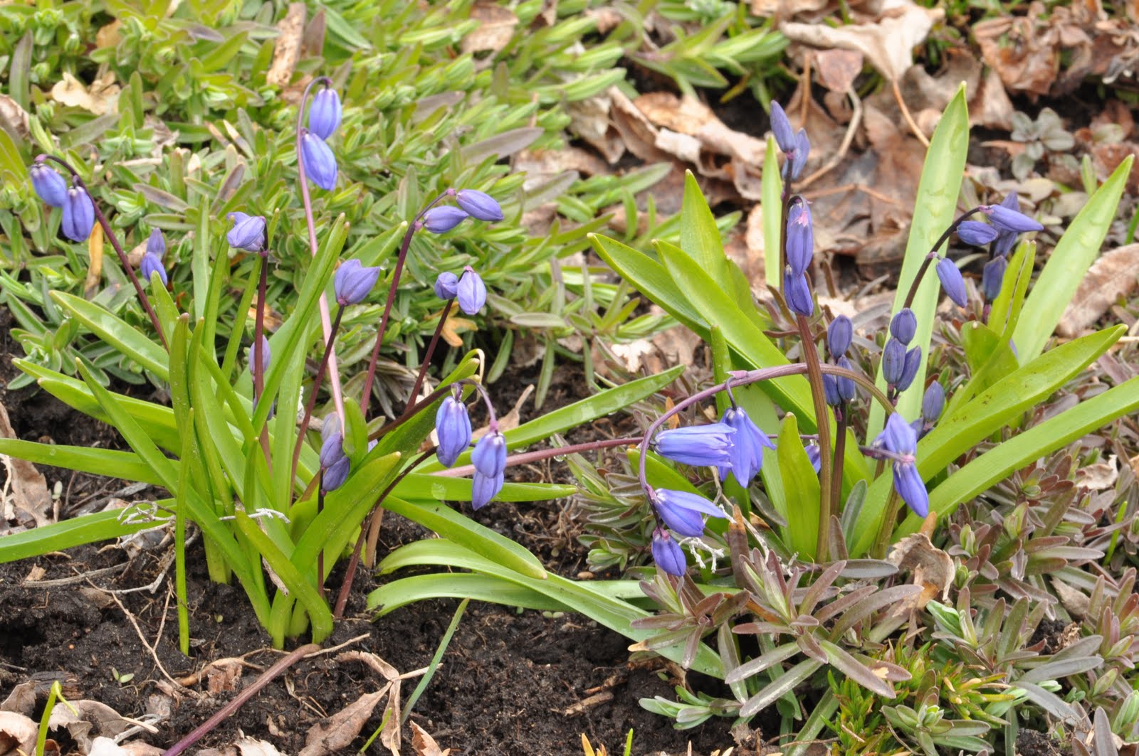 Northern Exposure Gardening: Tiny Spring Bulbs & Flowers