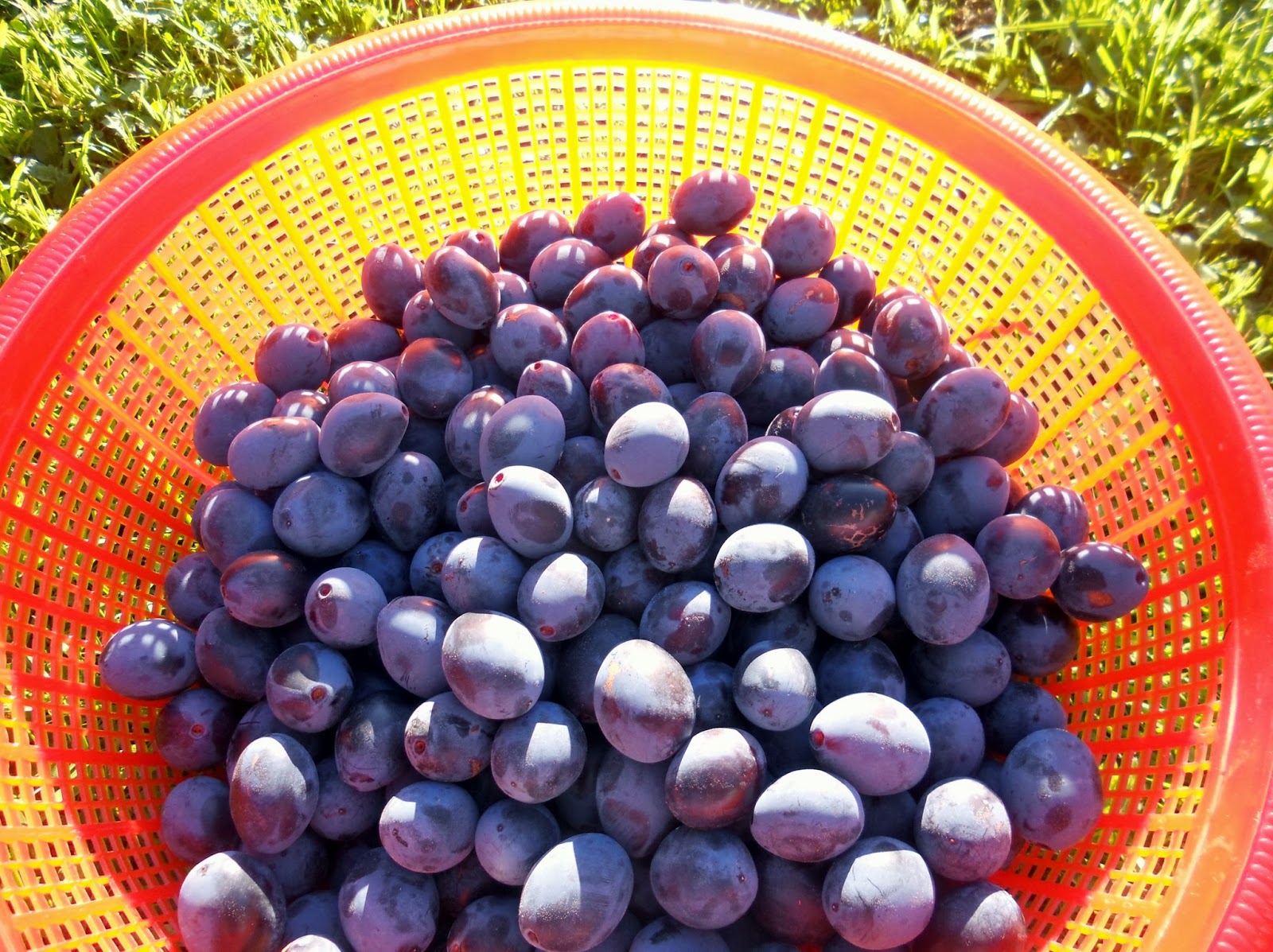Damson Jelly- no sugar