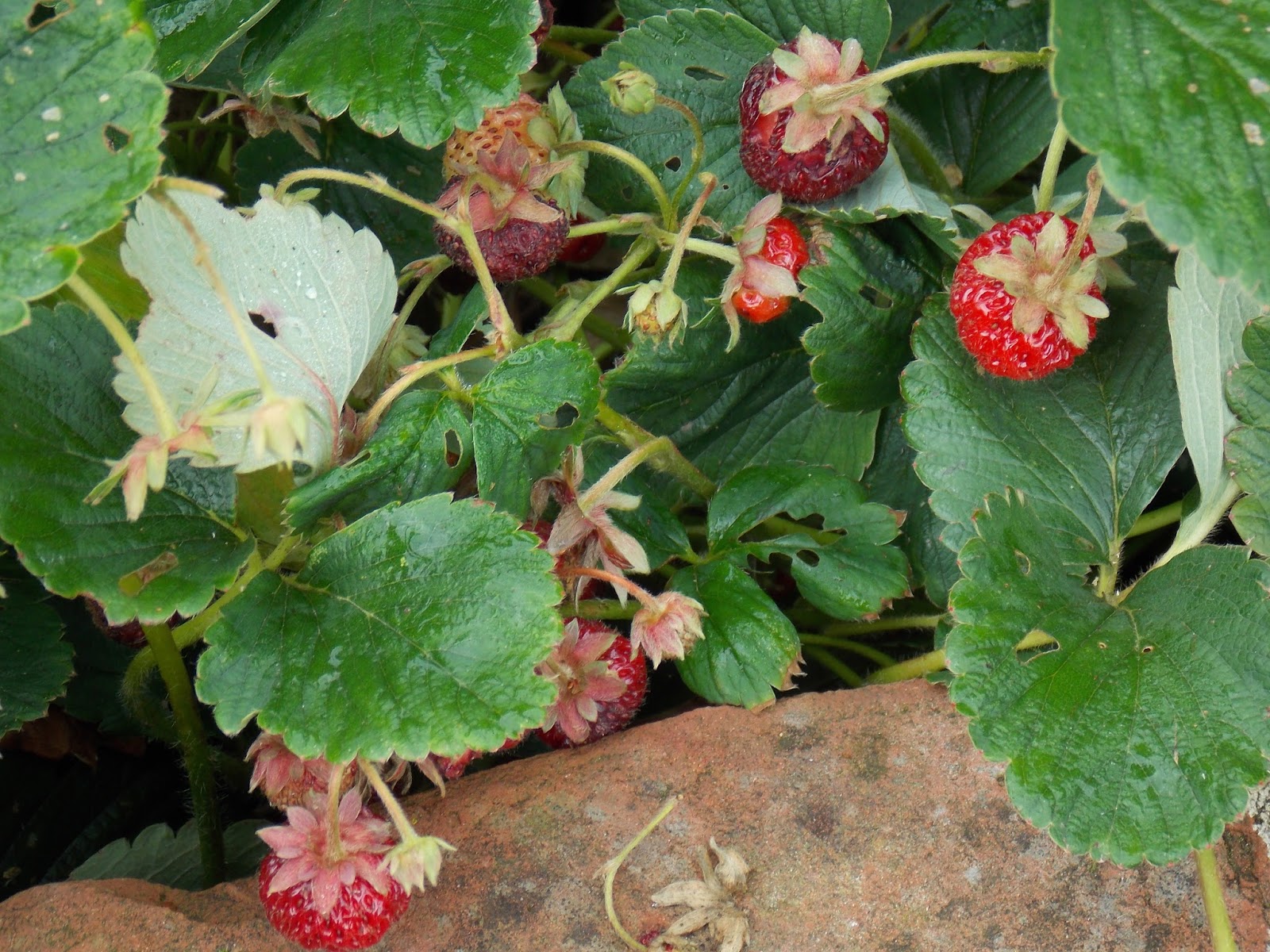 En pleine cueillette des fruits rouges