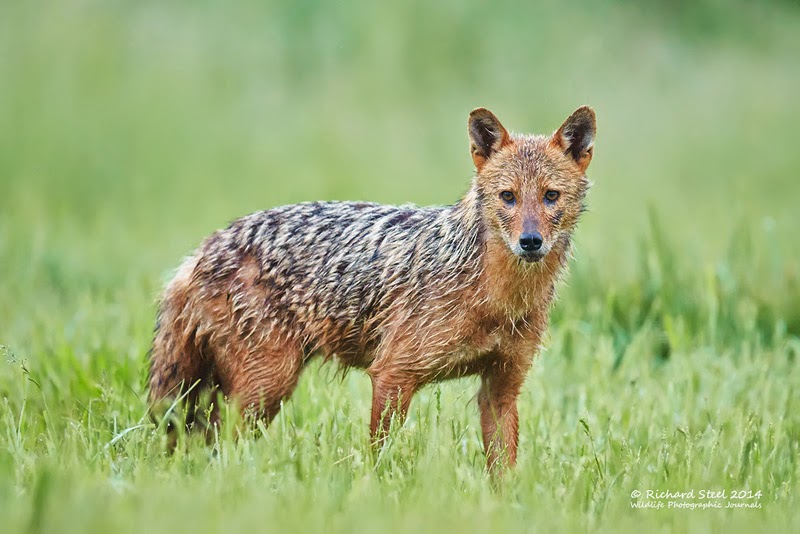 Wildlife Photographic Journals: Romania and the Last Frontier - Day 6 a ...