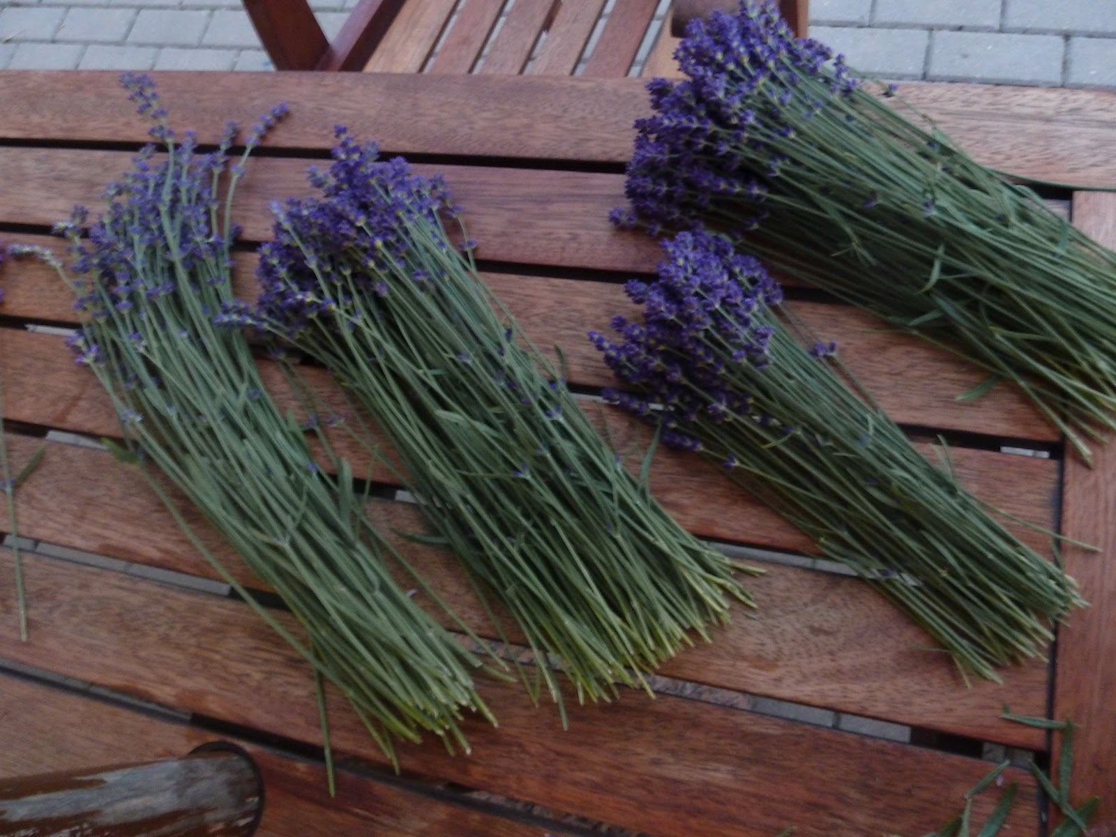 kaupole: levander in my garden