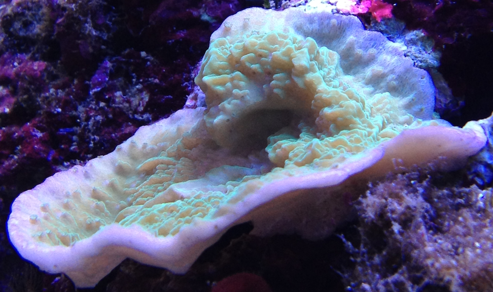 BoonBoy's Reef: Corals colors unleash