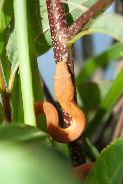 Megan Whittaker Photography: Round Island
