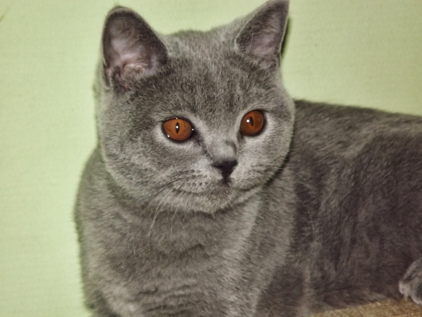 Leo Chester - Питомник шотландских кошек : Котята. Помет В