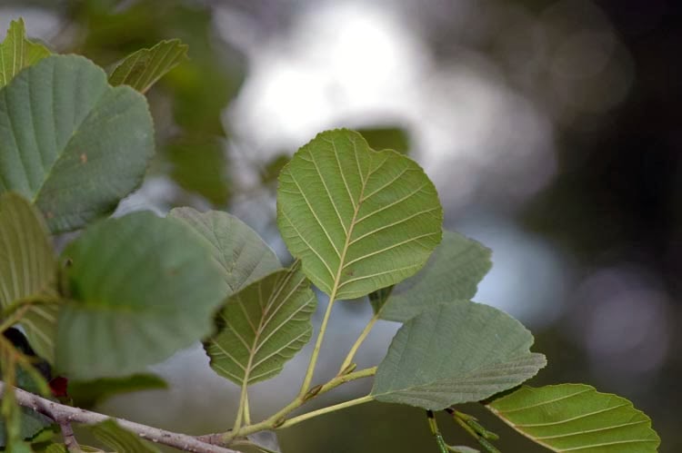 Field Biology in Southeastern Ohio: January 2014