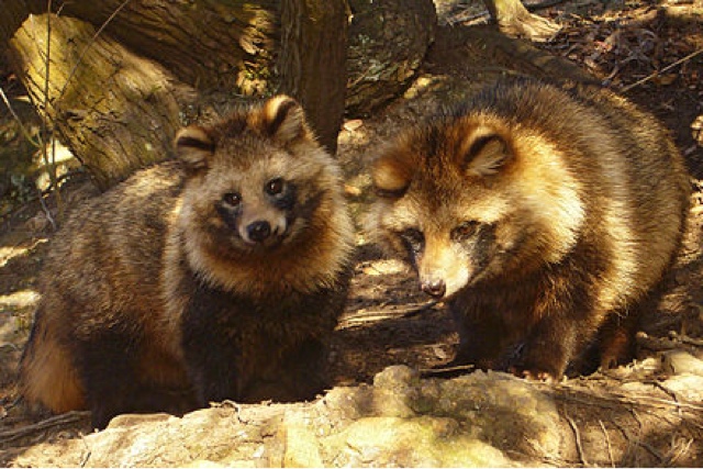 Here's What: The Tanuki and it's Legends