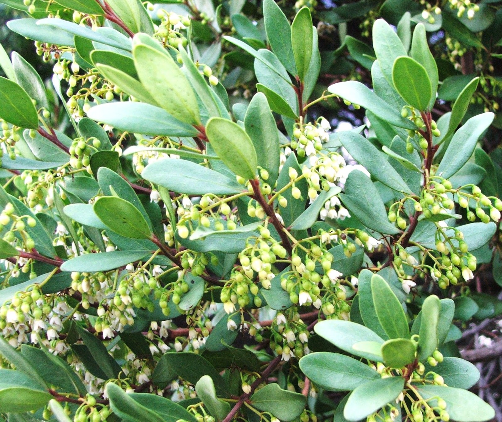 ALAM TUMBUHAN: KELUARGA SERALAT / SERALATIA (Ebenaceae family)