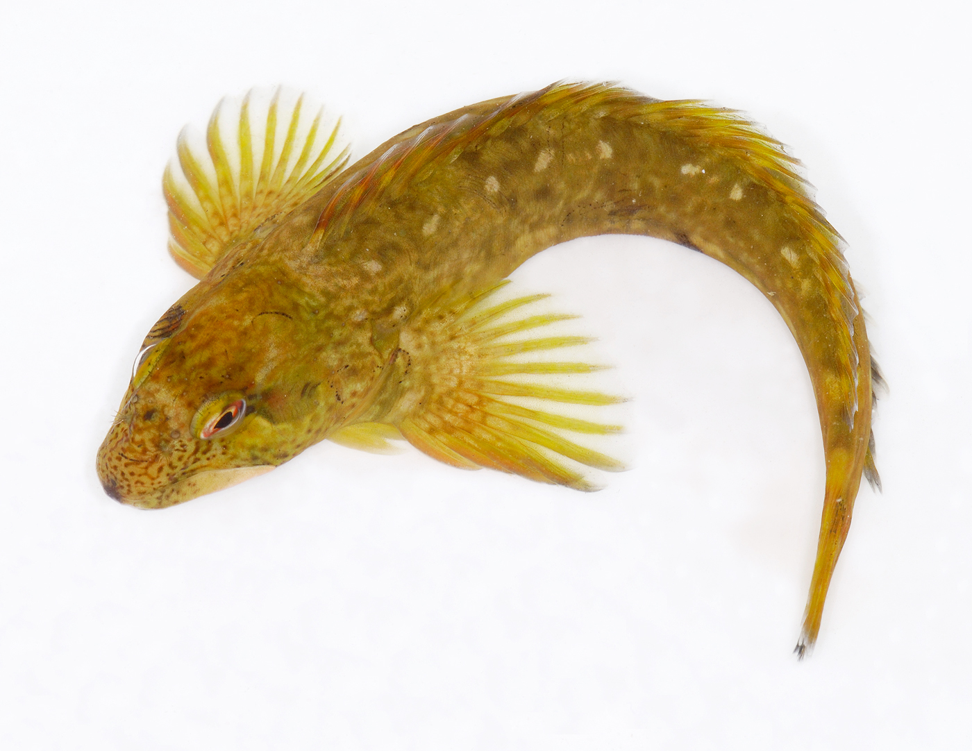 Scottish Wildlife Blog