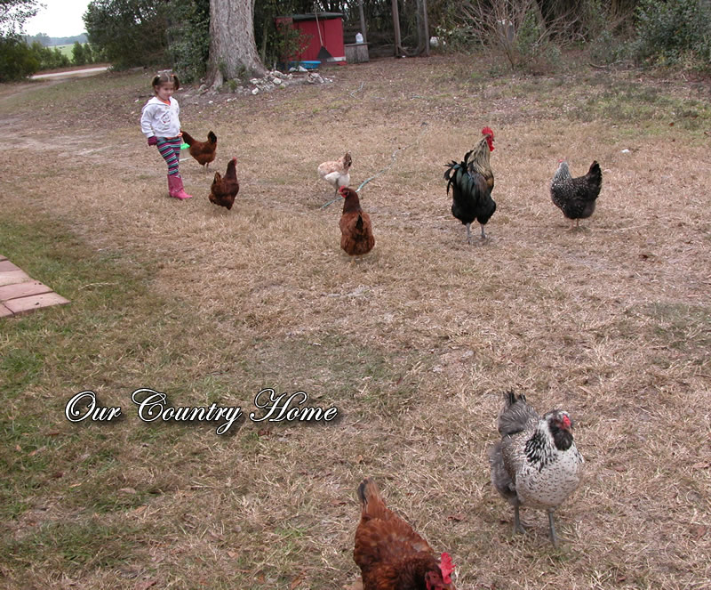 *Our Country Home...: Random Chicken Post