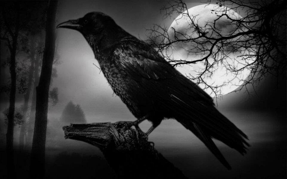IMAGENES DE CUERVOS - RAVENS - CROWS | Veamos Una De Miedo - Terror en ...
