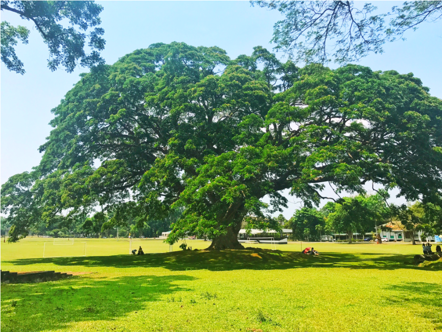 9 Famous UPLB Landmarks and What They Meant to Me