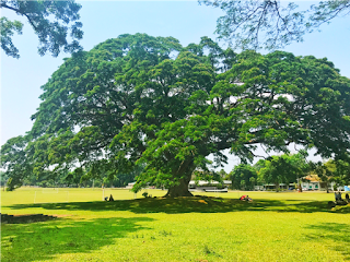 9 Famous UPLB Landmarks and What They Meant to Me