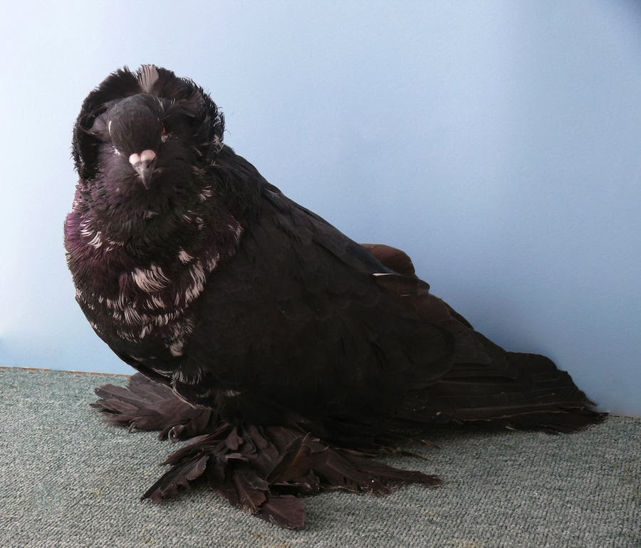 Fancy Pigeon Breeds: Hungarian Giant Pigeon