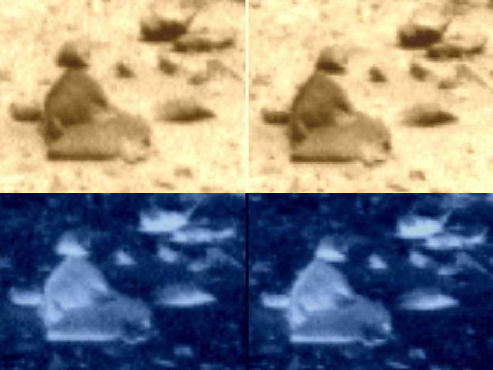 Strange Creature and Skull found on Mars Curiosity Photograph - July 16 ...