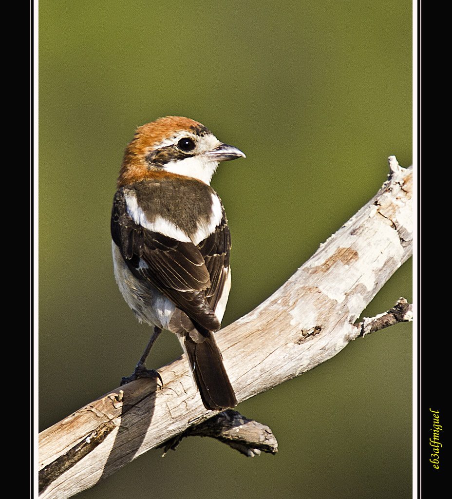 Miguel fotografia: Alcaudón Común (Lanius senator)