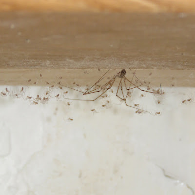 BugBlog: Pholcidae: cellar spiders