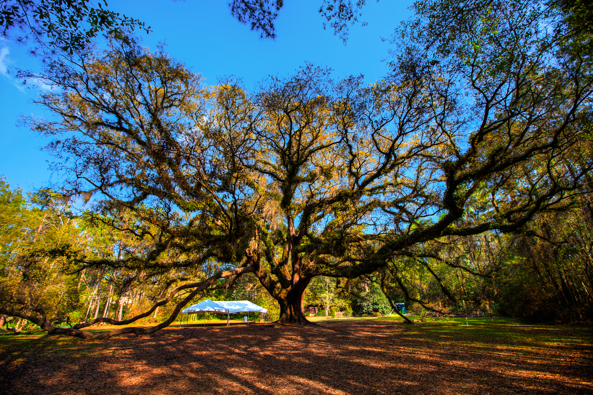 hectoradventures: Lichgate on High Road (Tallahassee, FL)