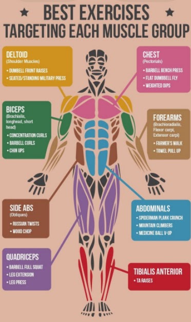 Wellness Globally How Muscles Work Grow Part 1 Wellness Globally How Muscles Work Grow Part 1