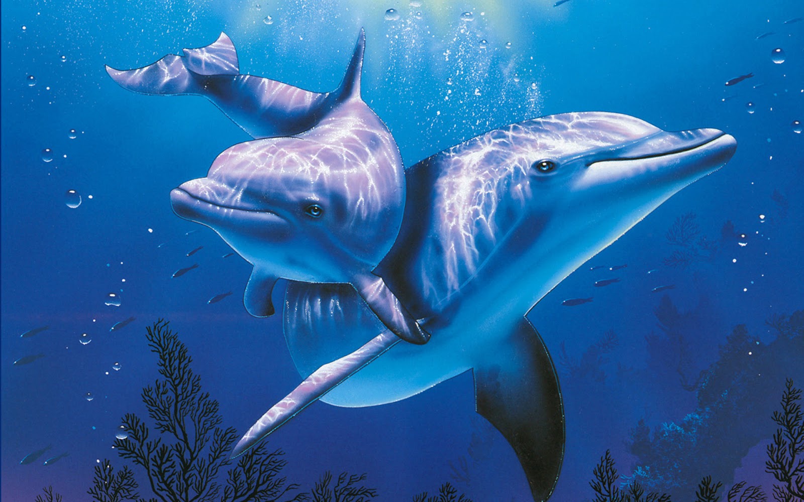 purpura: DELFINES