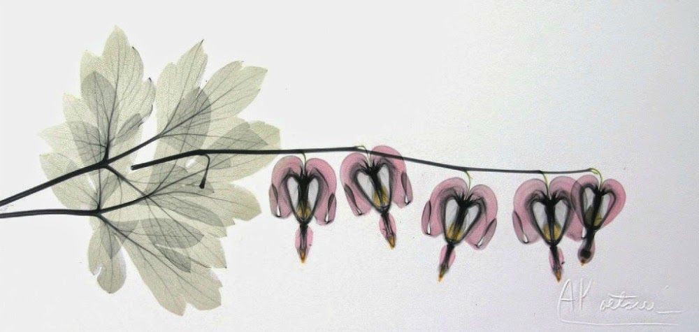 Totum Revolutum: La Delicadeza en Albert Koetsier