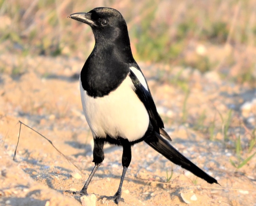 Imagens da vida animal: Pega-rabuda (Pica pica)