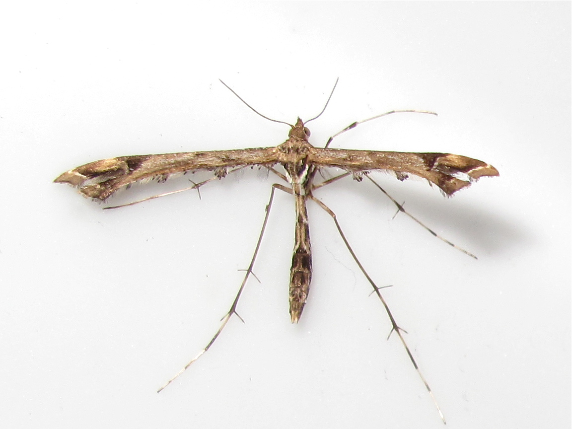BugBlog: A new plume moth