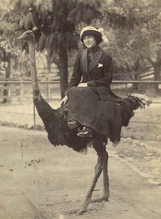 A Victorian Woman Riding Her Ostrich ~ vintage everyday