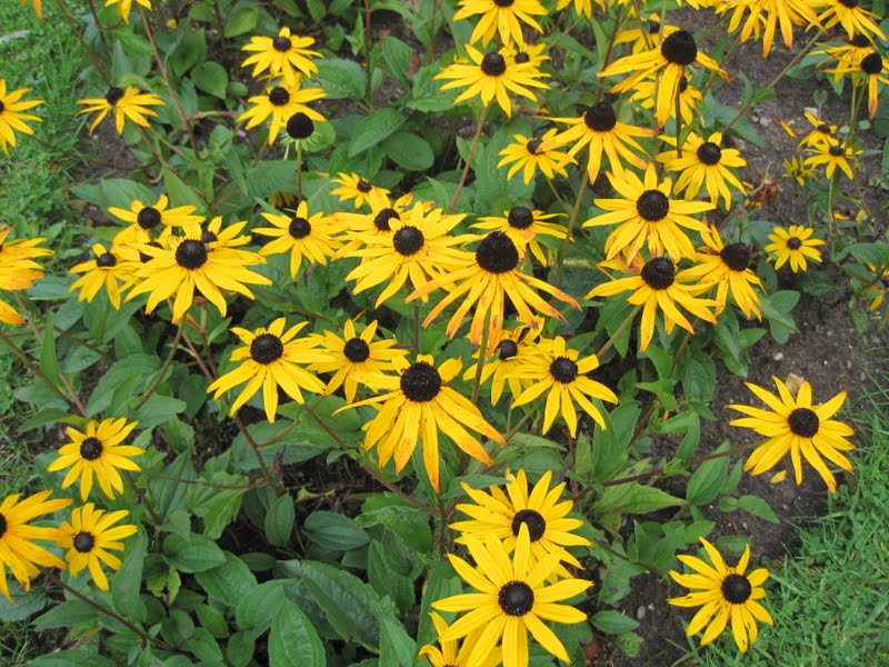 Landbohaven: Gul farve dominerer i haven.