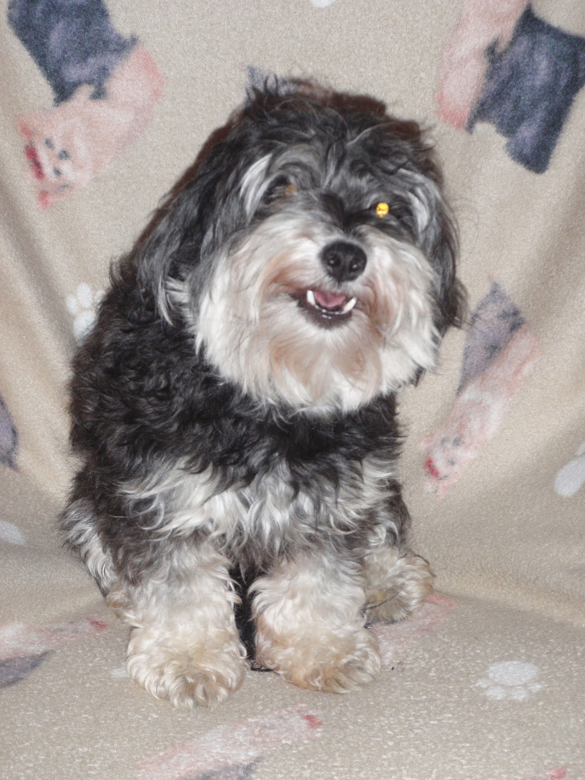 SOUTHERN SILKY TERRIERS & HAVANESE - Puppies For Sale in Alabama ...