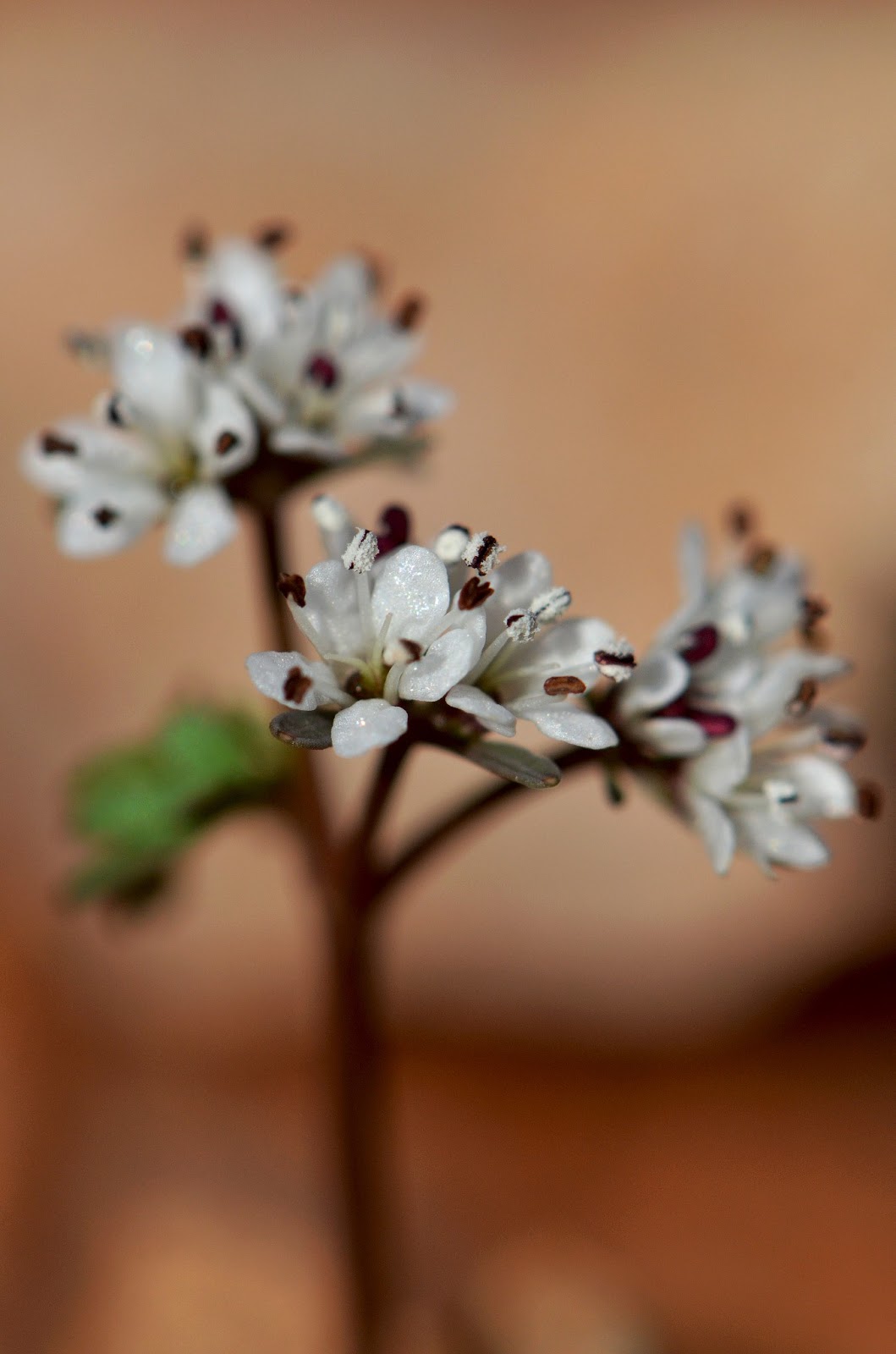 The Kentucky Nature Blog: Harbinger of Spring (Erigenia bulbosa)