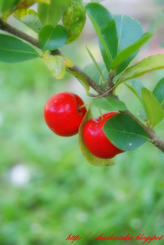HoBi & KoleKsikU...: Pokok Ceri Lebat Berbuah!