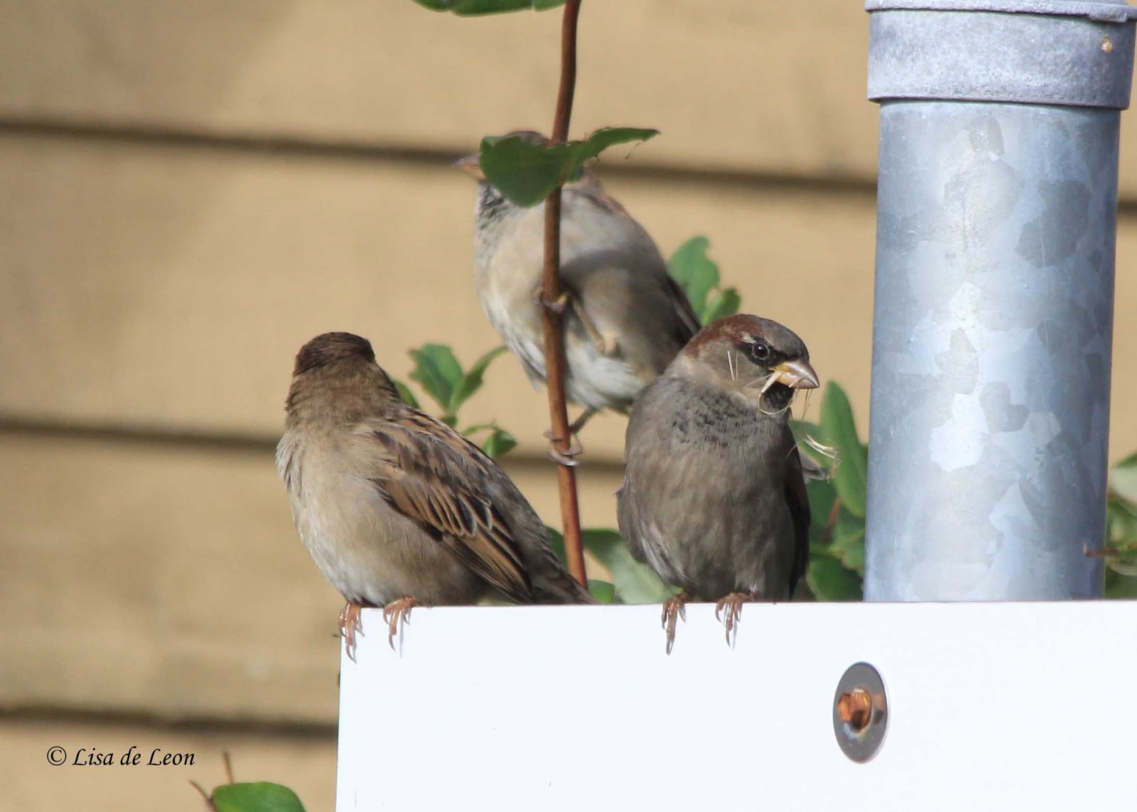 Birding with Lisa de Leon: The Story of the House Sparrow