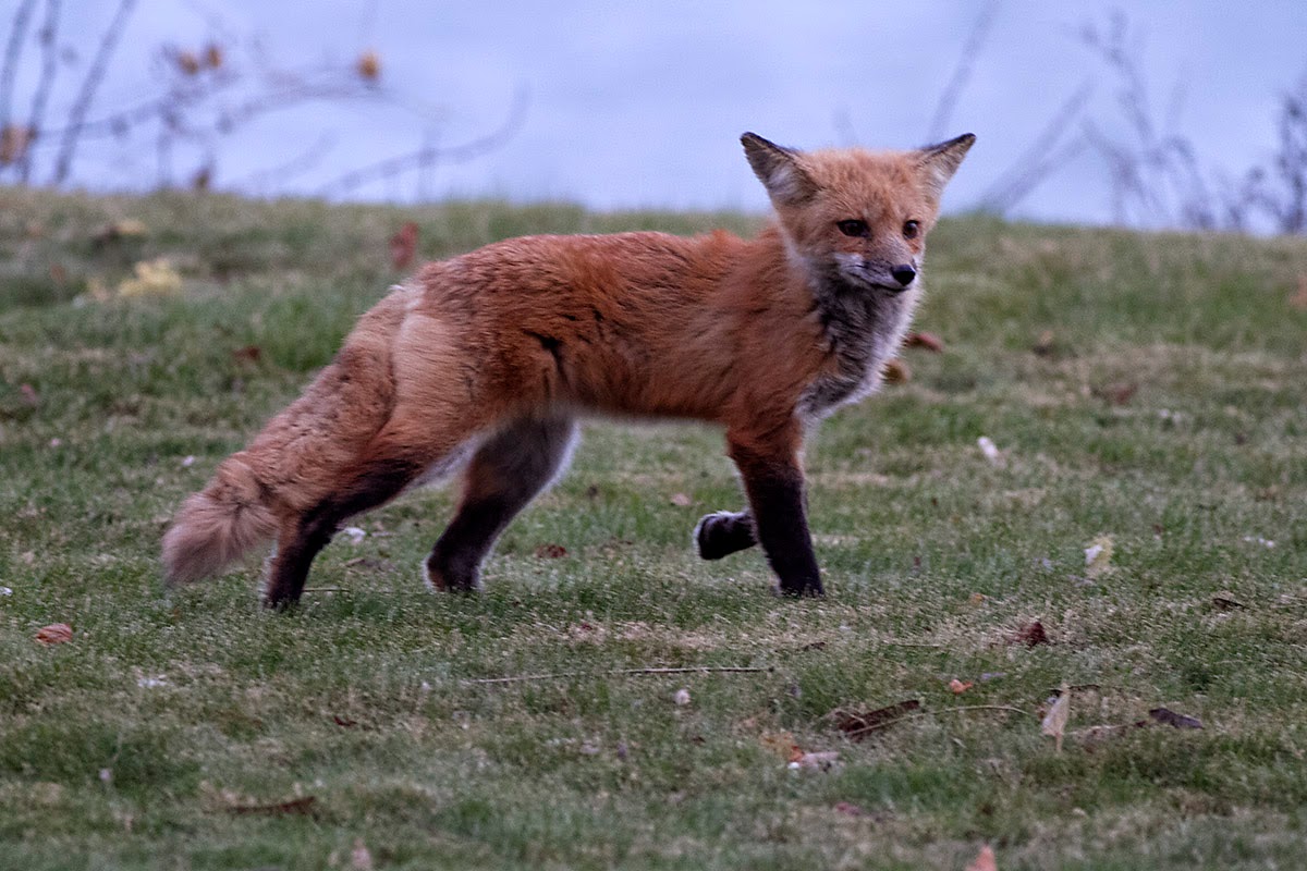 Ann Brokelman Photography: Red Fox released back in wild. December 8, 2014