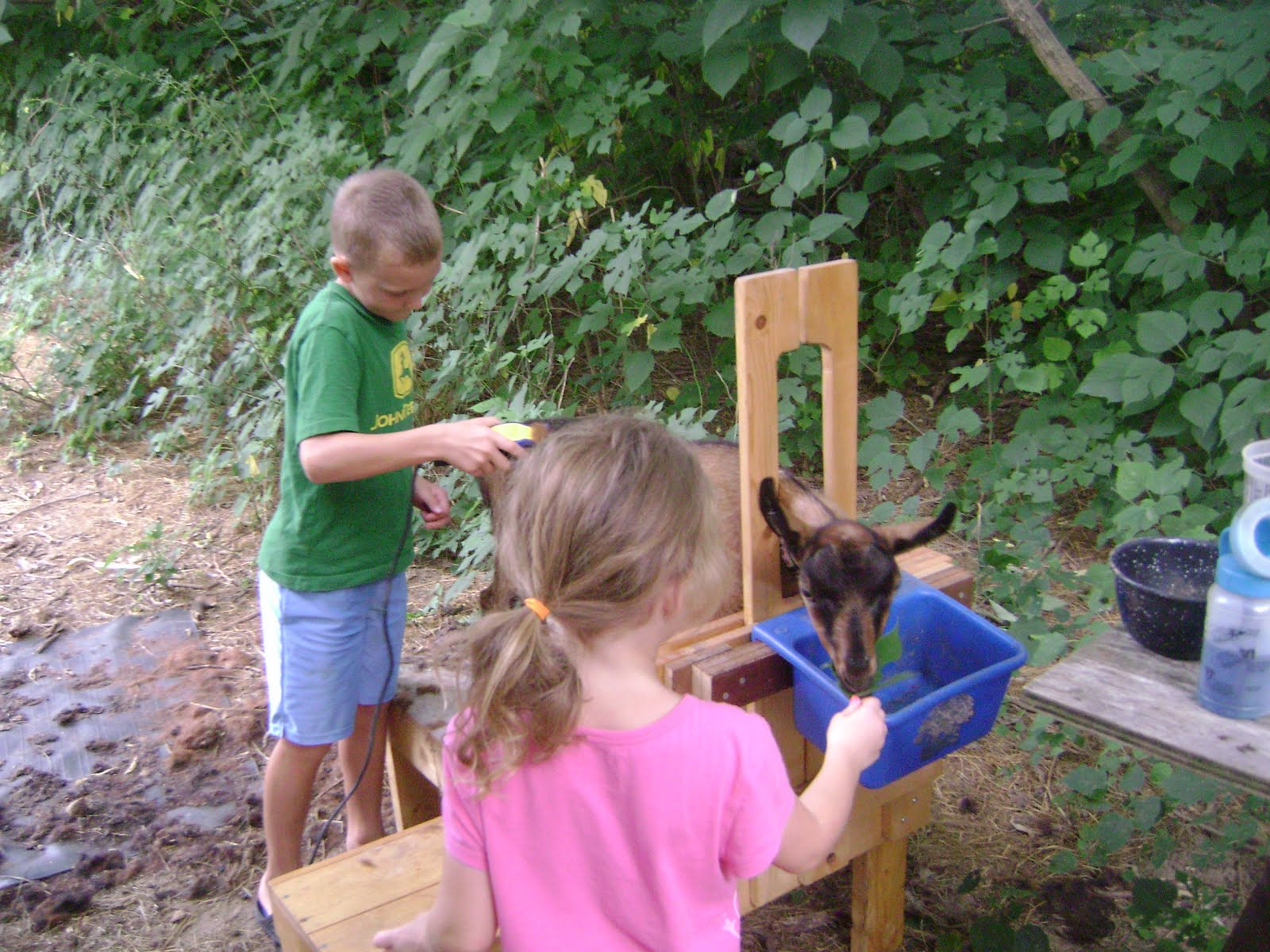 Katiegirl: Goat Clipping