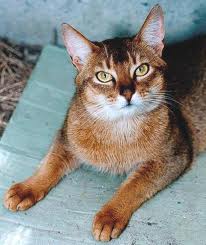 Encyclopedia of Cats Breed: Ruddy Abyssinian Cat | Tawny or Usual