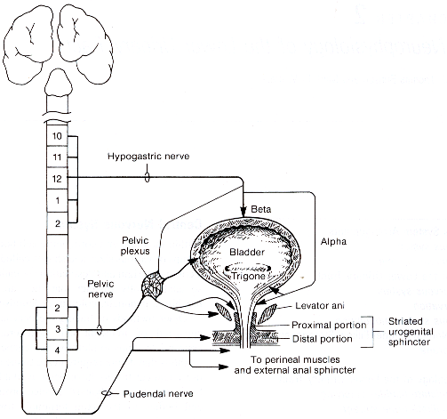 Physiology of female urinary bladder, urethra and pelvic floor ...