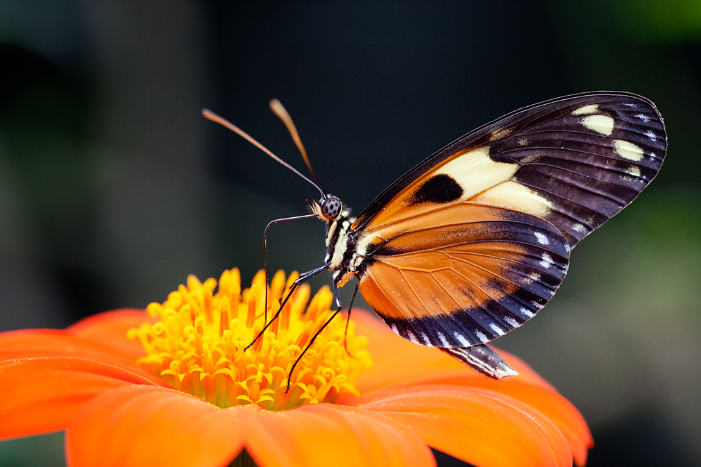 phils photographic adventures: Chester Zoo Butterflies july 2012