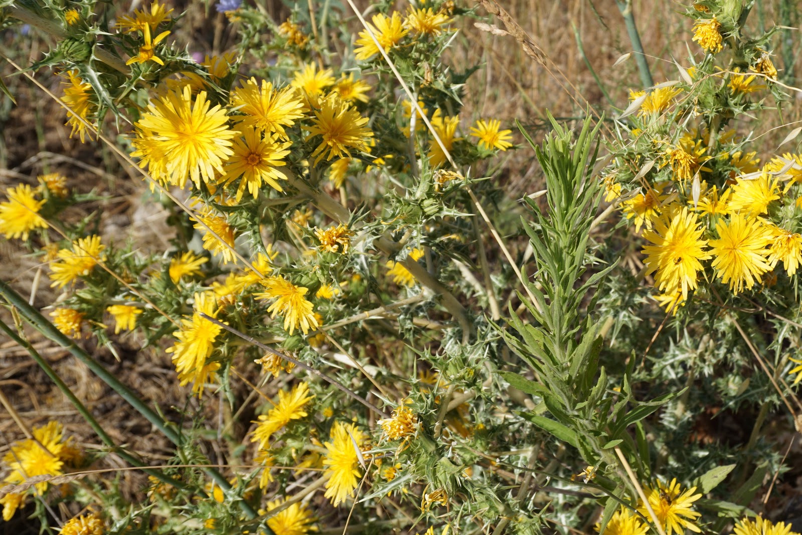 Plantas de Huerta Otea, Salamanca: Cardillo, cardo de olla, tagarnina ...