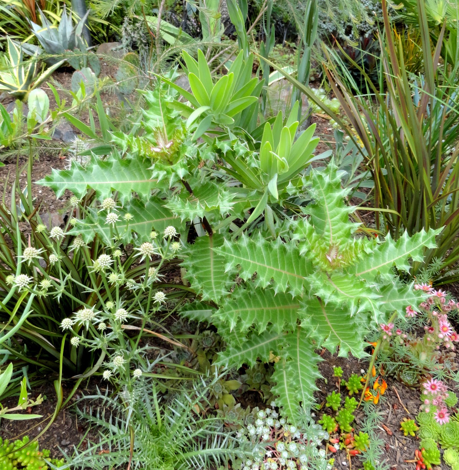 danger garden: Acanthus sennii, yes…this is my favorite plant in the ...