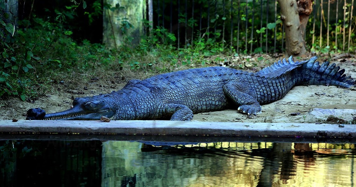 Kukrail Reserve Forest - INDIAN VOYAGE