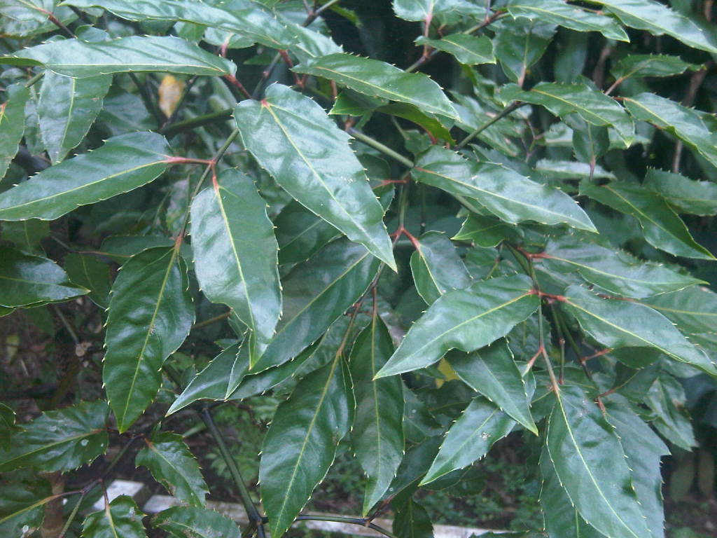 Obat Tradisional, Manfaat daun Kedondong Laut | Obat Tradisional ...