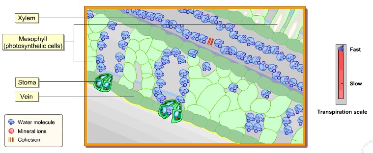 BIOLOGY FORM 6: Transport of Water: Mechanism