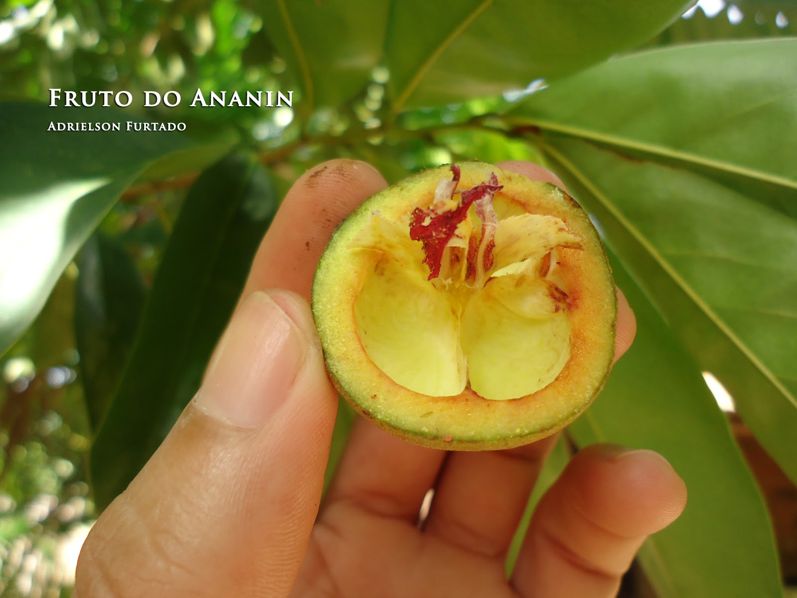 Anani, Ananin, Uanani - Symphonia globulifera L. f. (Clusiaceae)